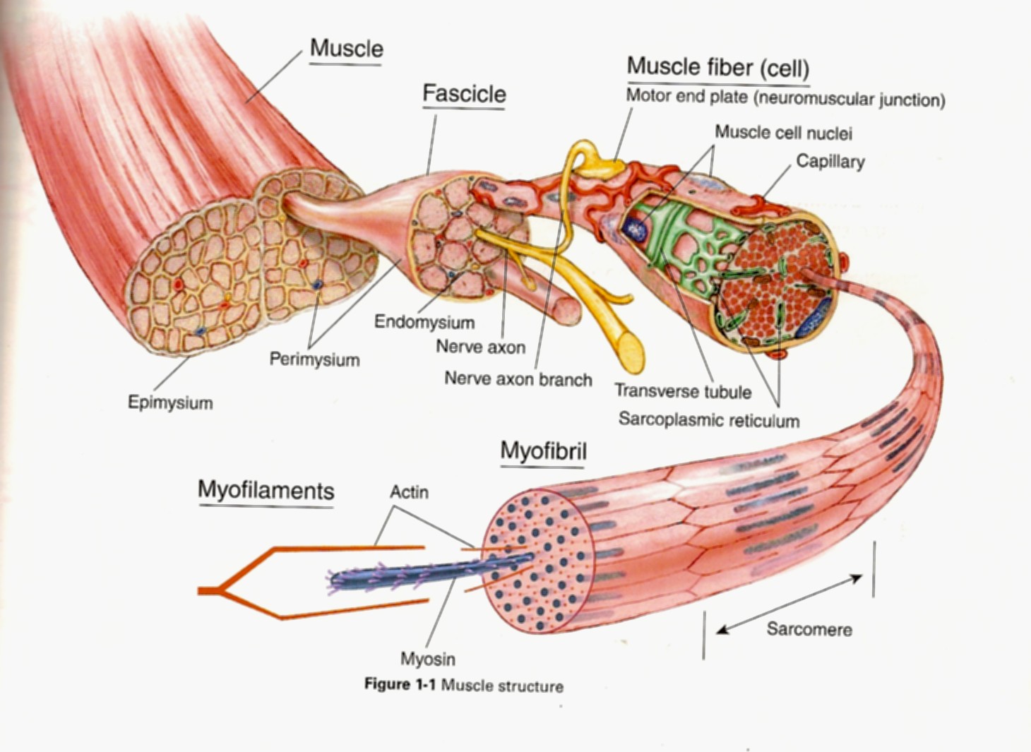More Facts About Massage The Structure Of A Muscle 